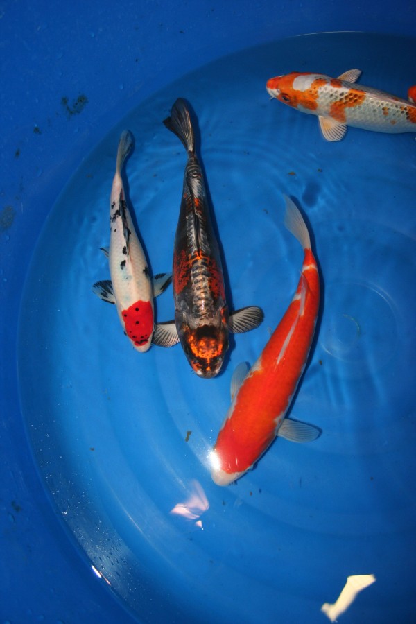 Koi Koi Mix1 - 5 Koi