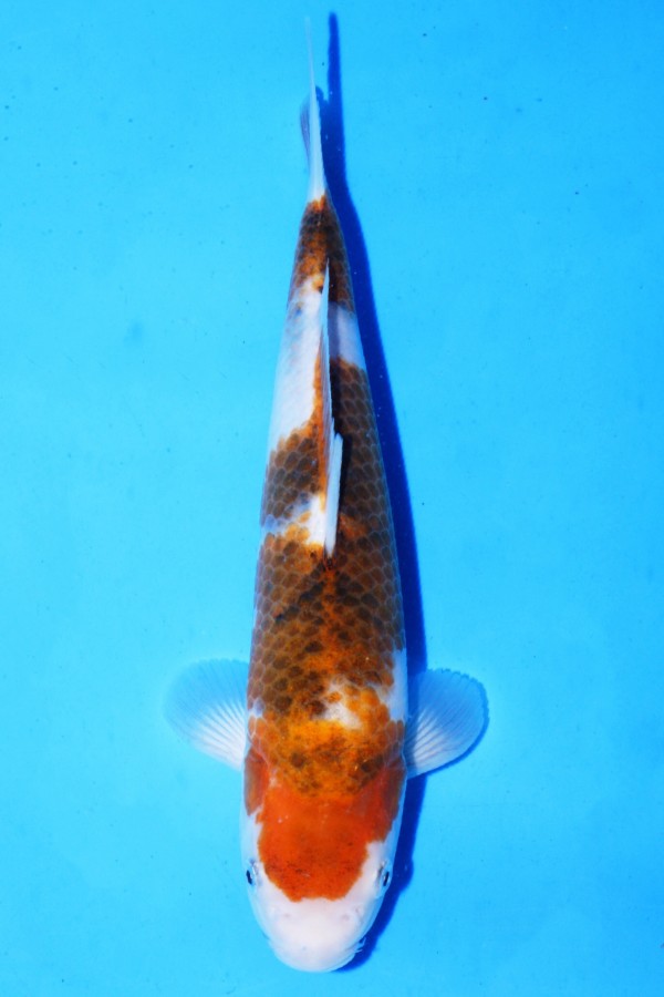Koi-Auktion: Koi KOROMO