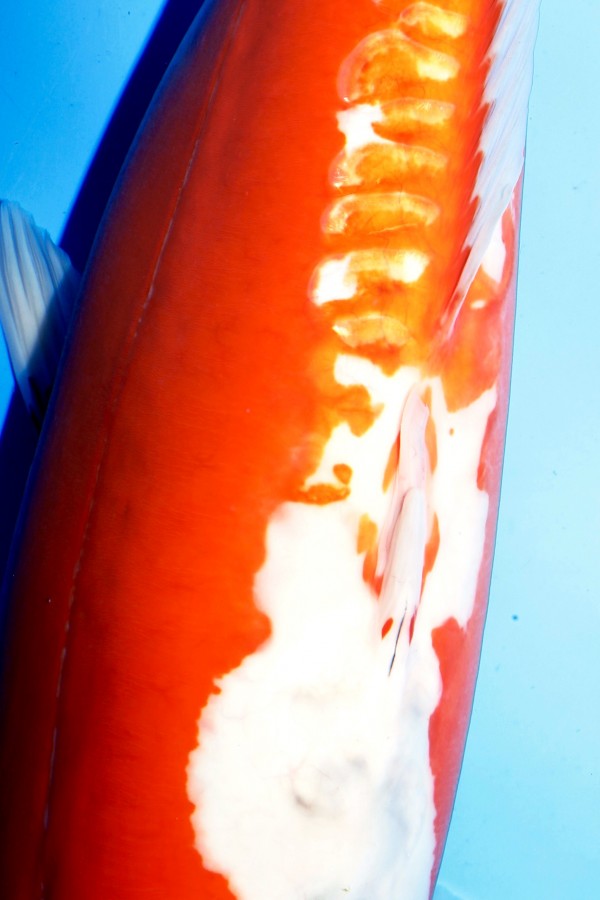 Koi-Auktion: Koi KOSUI SHUSUI +54CM WEIBLICH