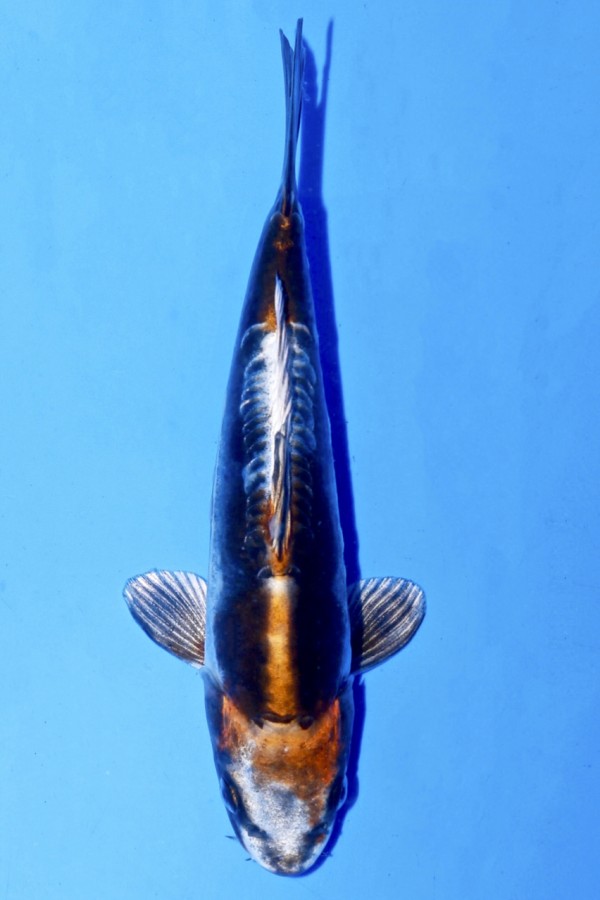 Koi-Auktion: Koi METALLIC DOITSU OCHIBA