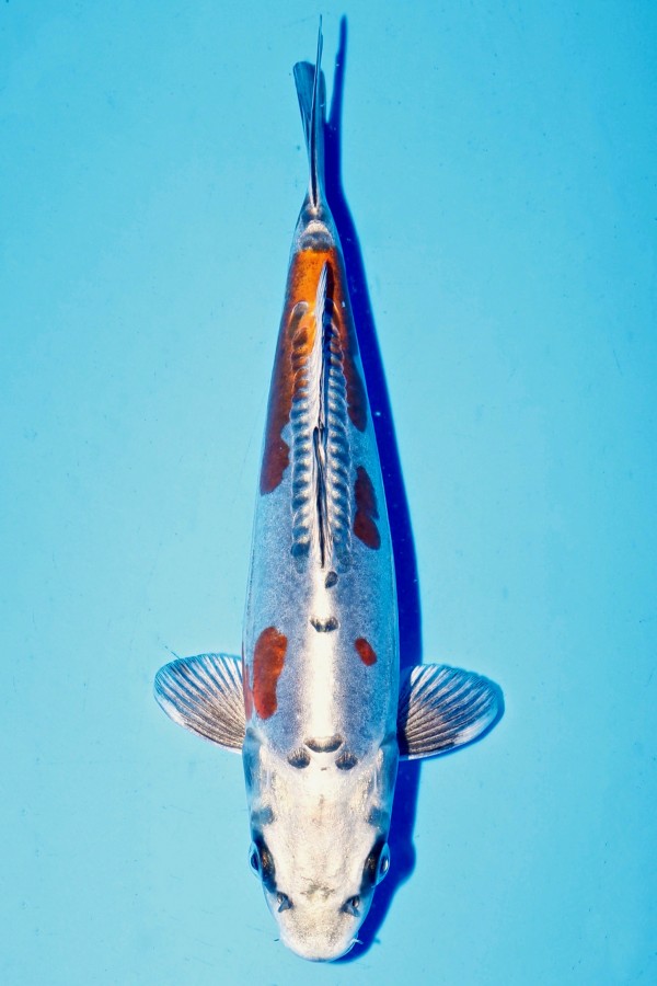 Koi-Auktion: Koi METALLIC DOITSU OCHIBA JUMBO TOSAI