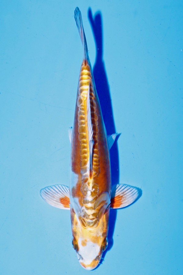 Koi-Auktion: Koi METALLIC DOITSU OCHIBA JUMBO TOSAI