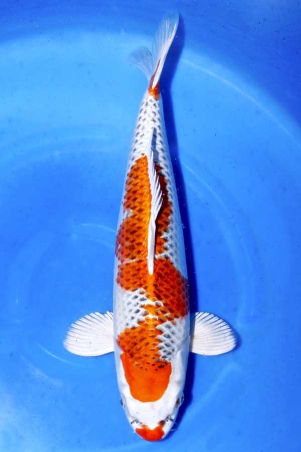 Koi-Auktion: Koi METALLIC KUJAKU WEIBLICH