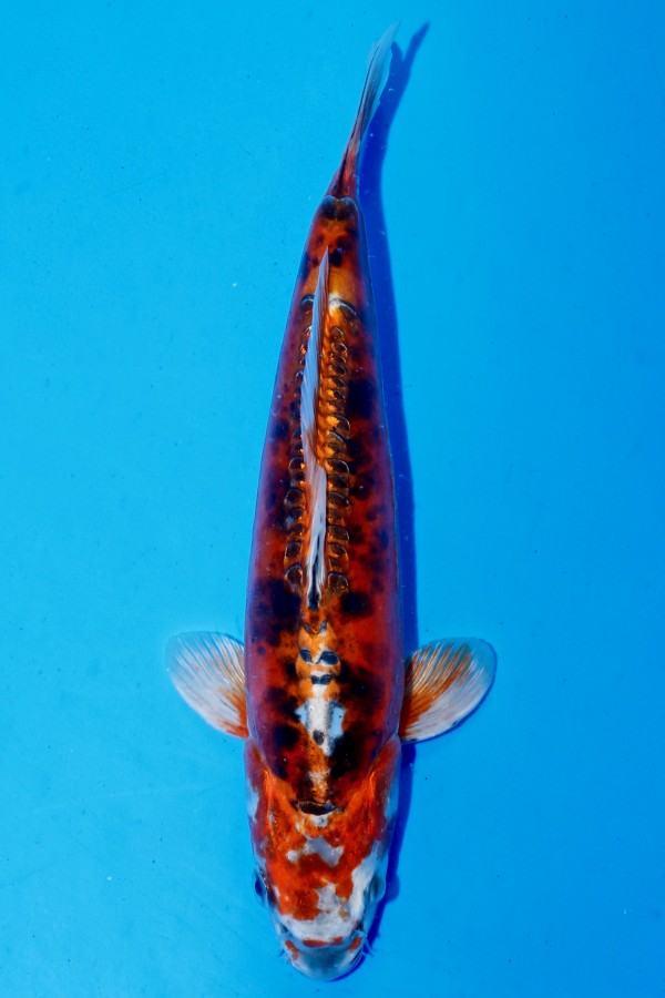 Koi-Auktion: Koi METALLIC SHUSUI +28CM