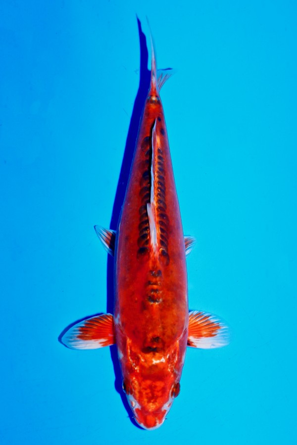Koi-Auktion: Koi METALLIC SHUSUI