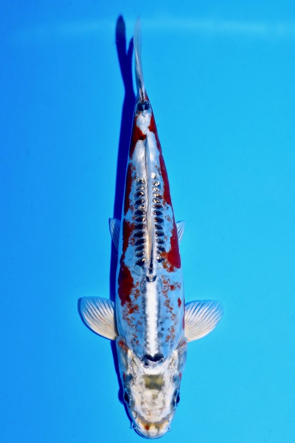 Koi-Auktion: Koi METALLIC SHUSUI JUMBO TOSAI