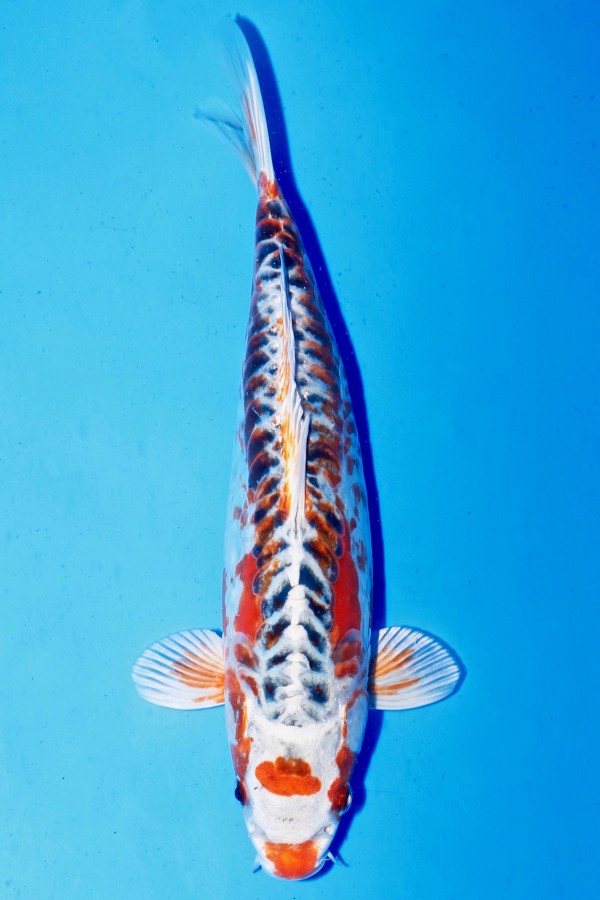 Koi-Auktion: Koi METALLIC SHUSUI WEIBLICH