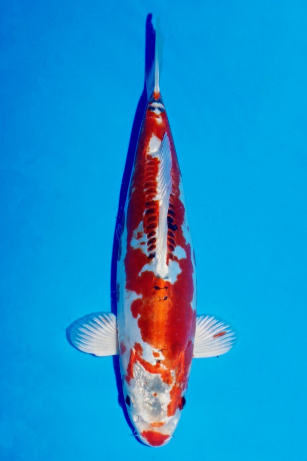Koi-Auktion: Koi METALLIC SHUSUI WEIBLICH
