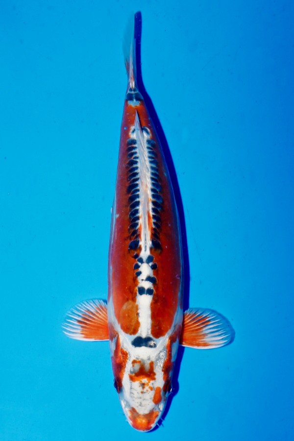 Koi-Auktion: Koi METALLIC SHUSUI WEIBLICH