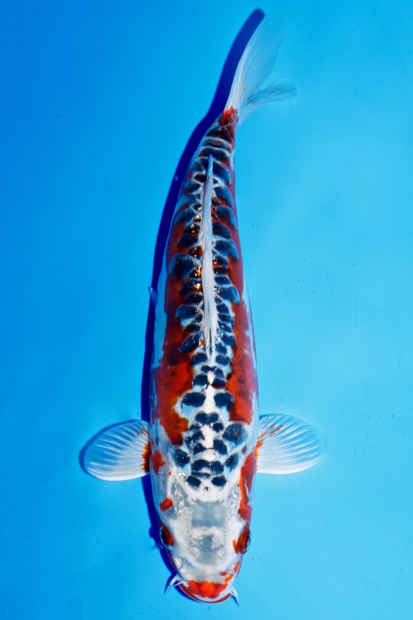 Koi-Auktion: Koi METALLIC SHUSUI WEIBLICH