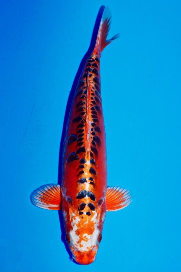 Koi-Auktion: Koi METALLIC SHUSUI WEIBLICH