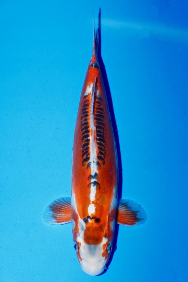 Koi-Auktion: Koi METALLIC SHUSUI WEIBLICH