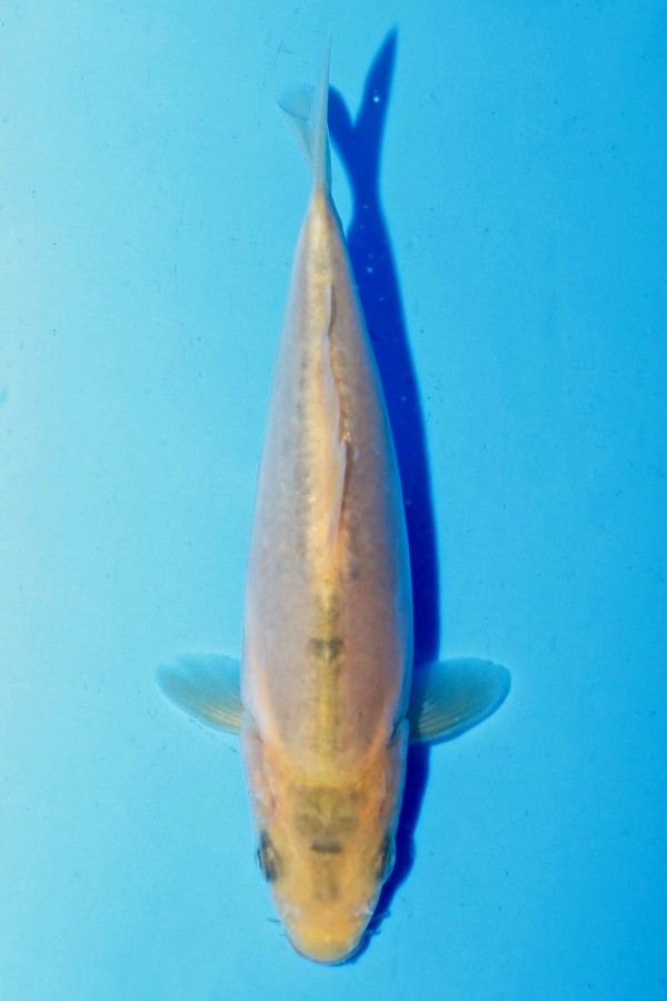 Koi-Auktion: Koi MIDORIGOI TOSAI