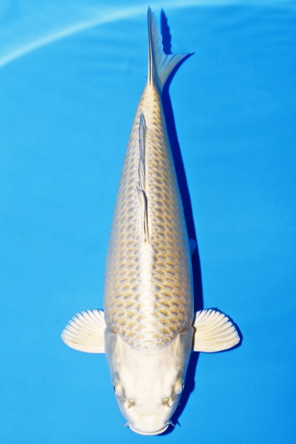 Koi-Auktion: Koi MUKASHI OGON