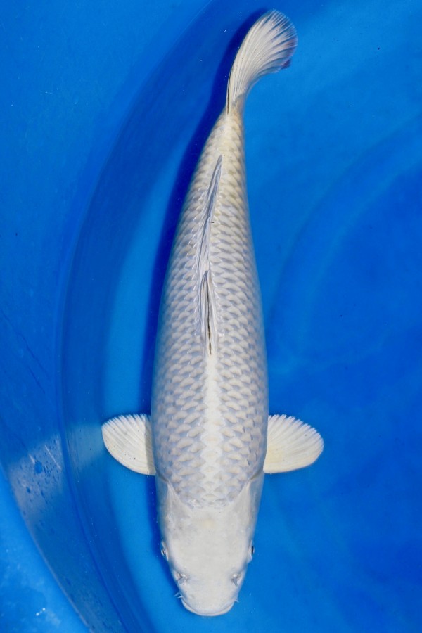 Koi-Auktion: Koi MUKASHI OGON +41CM