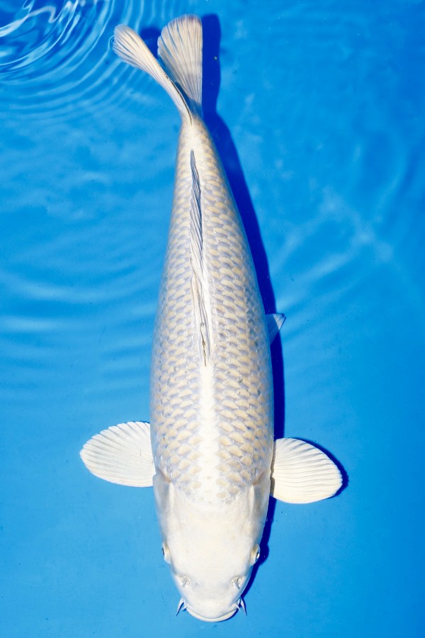 Koi-Auktion: Koi MUKASHI OGON +46CM