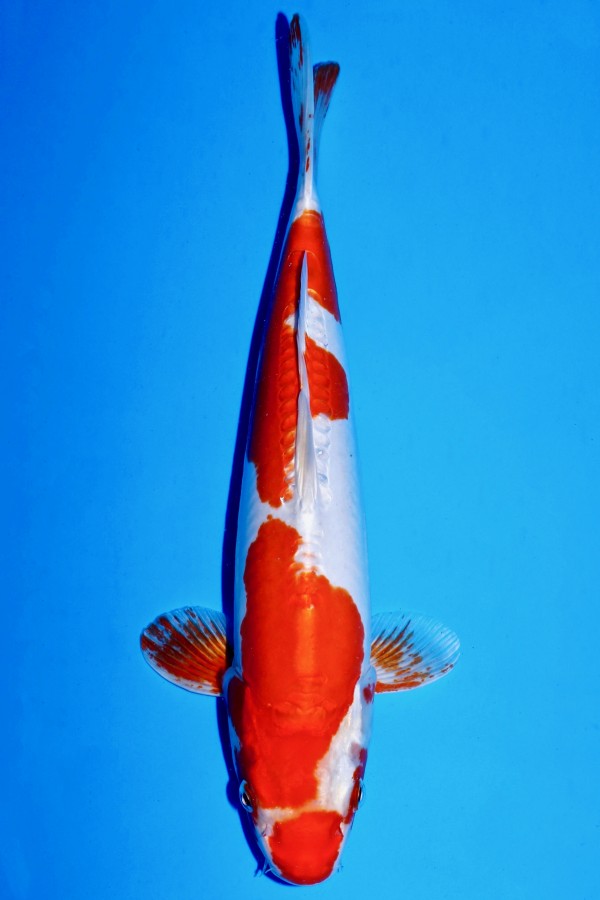 Koi-Auktion: Koi RED FIN KIKUSUI TOP