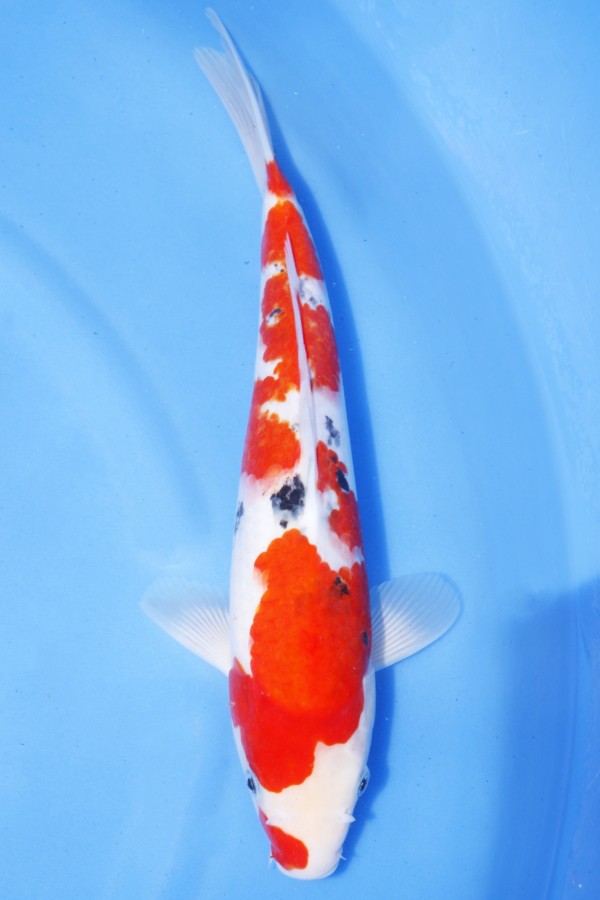 Koi-Auktion: Koi SANKE INAZUMA