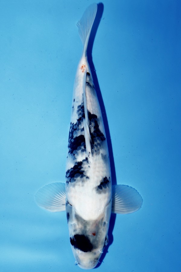 Koi-Auktion: Koi SHIRO-UTSURI +37CM