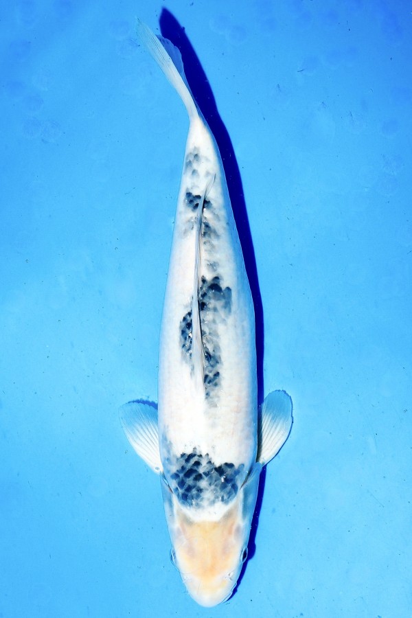 Koi-Auktion: Koi SHIRO-UTSURI +41CM