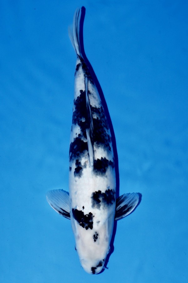Koi-Auktion: Koi SHIRO-UTSURI +46 CM WEIBLICH