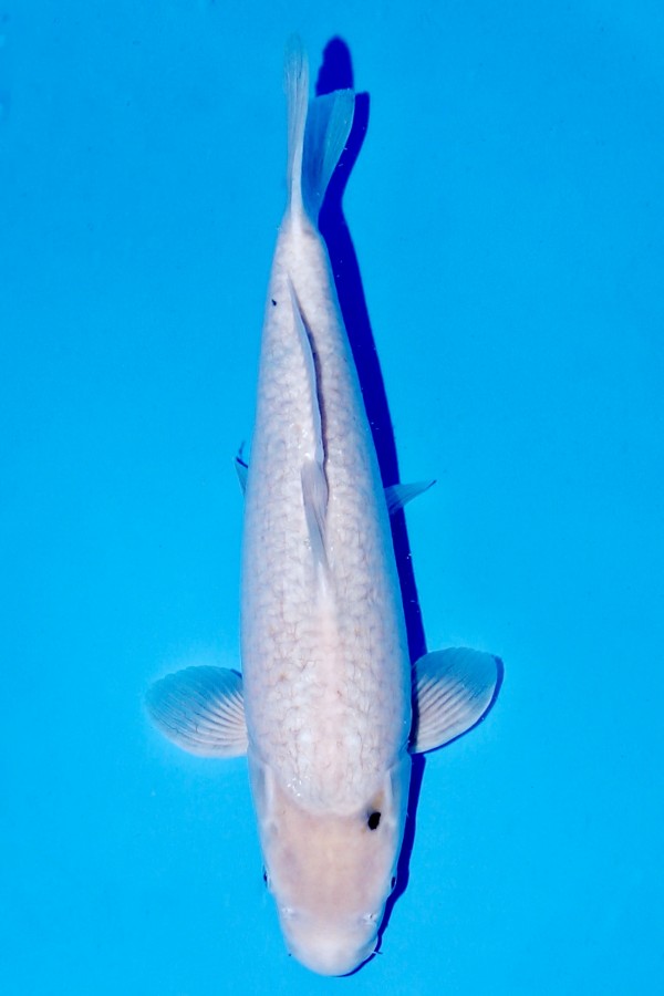 Koi-Auktion: Koi SHIRO-UTSURI +47CM