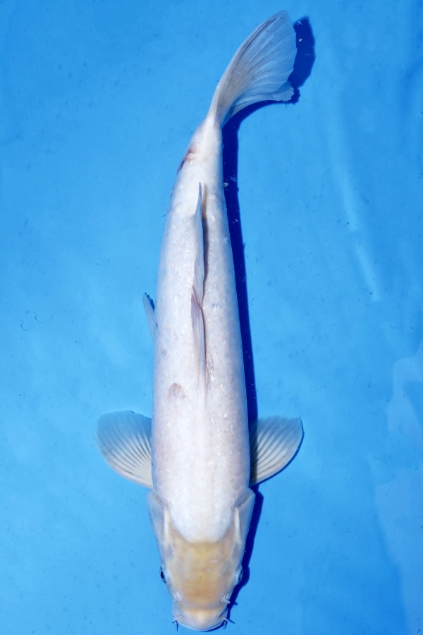 Koi-Auktion: Koi SHIRO-UTSURI +48 CM