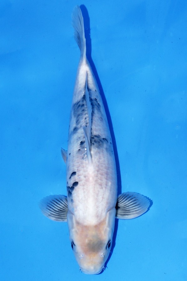Koi-Auktion: Koi SHIRO UTSURI +48 CM