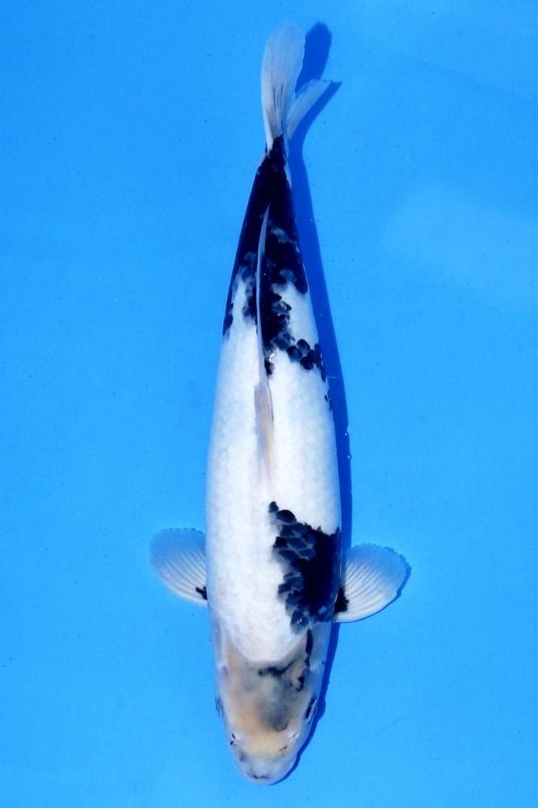 Koi-Auktion: Koi SHIRO-UTSURI +48CM