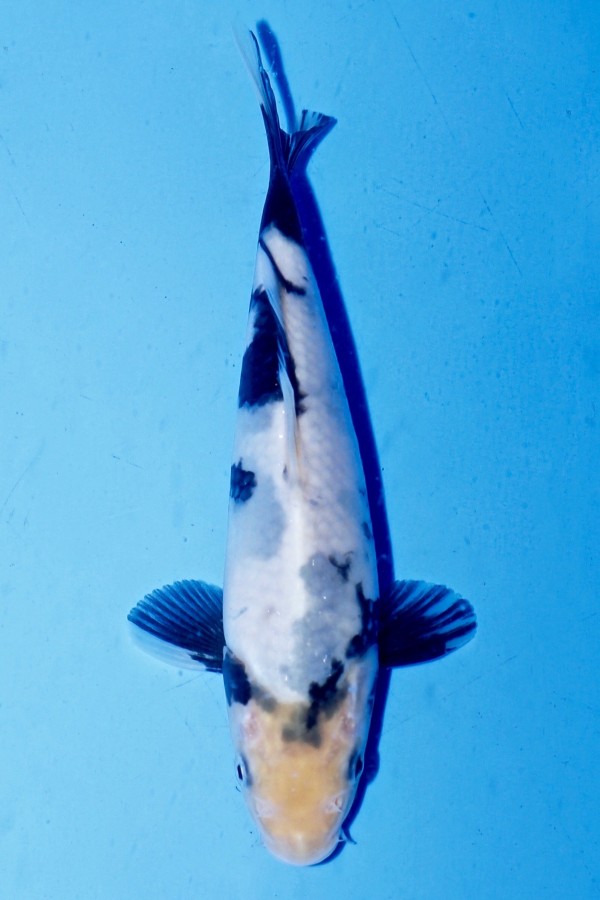Koi-Auktion: Koi SHIRO-UTSURI JUMBO TOSAI