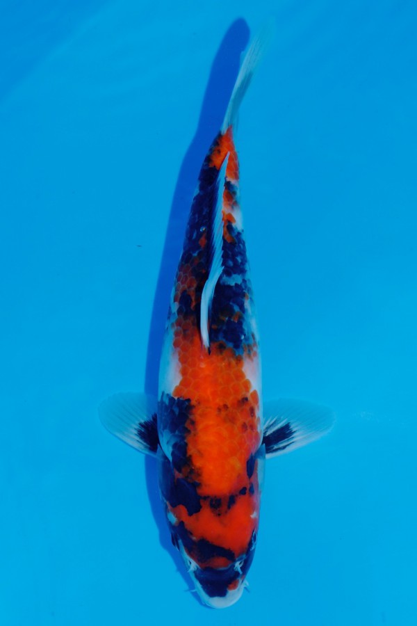 Koi-Auktion: Koi SHOWA