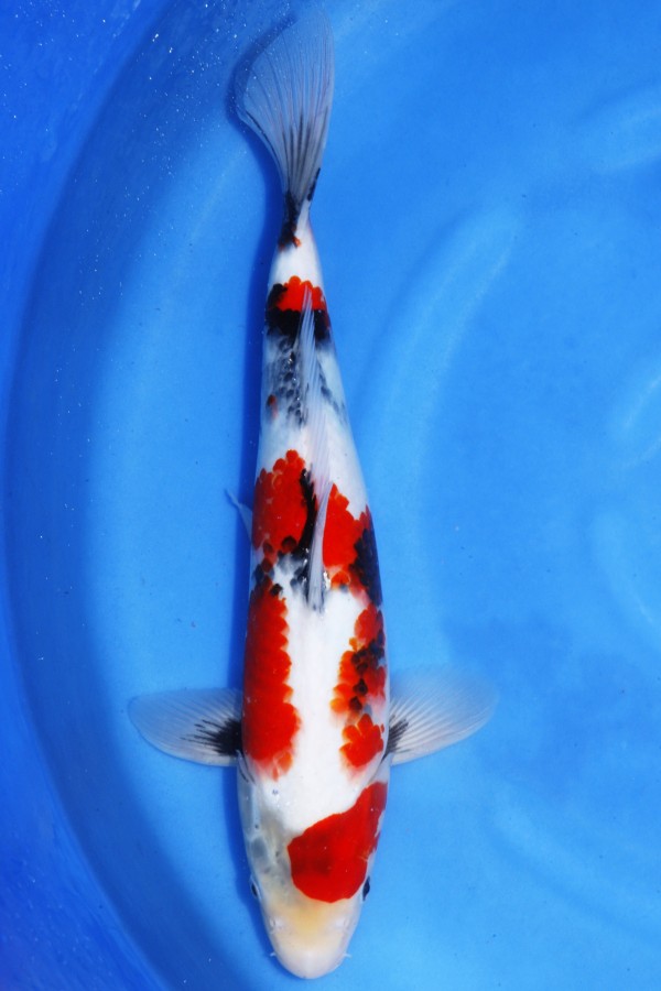 Koi-Auktion: Koi SHOWA