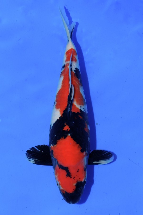 Koi Showa