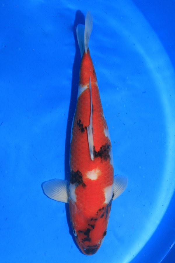 Koi Showa