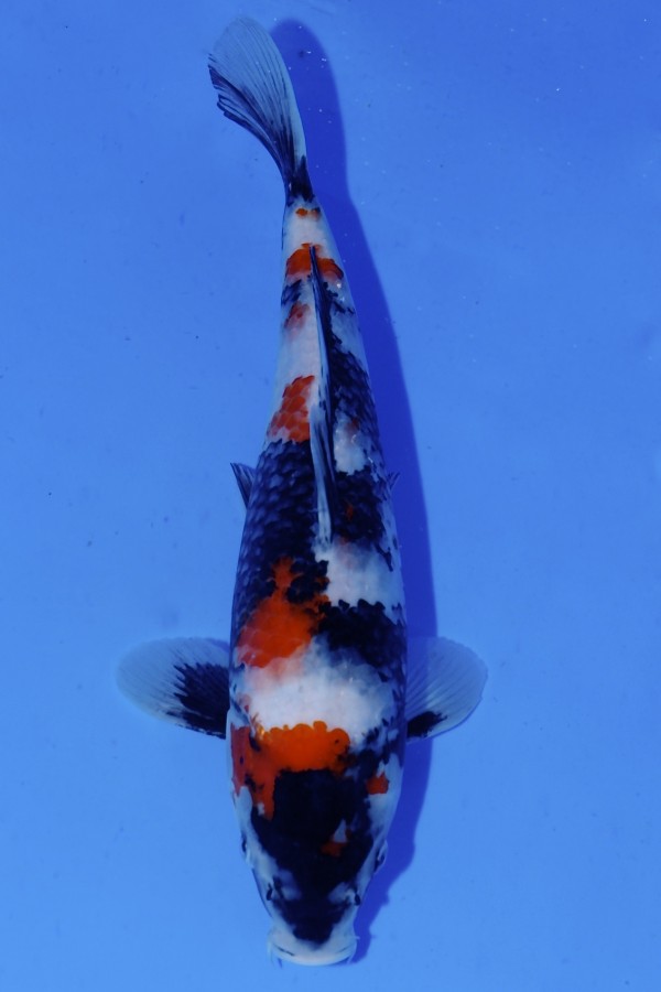 Koi-Auktion: Koi Showa