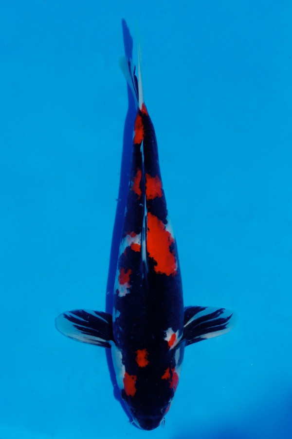 Koi-Auktion: Koi Showa