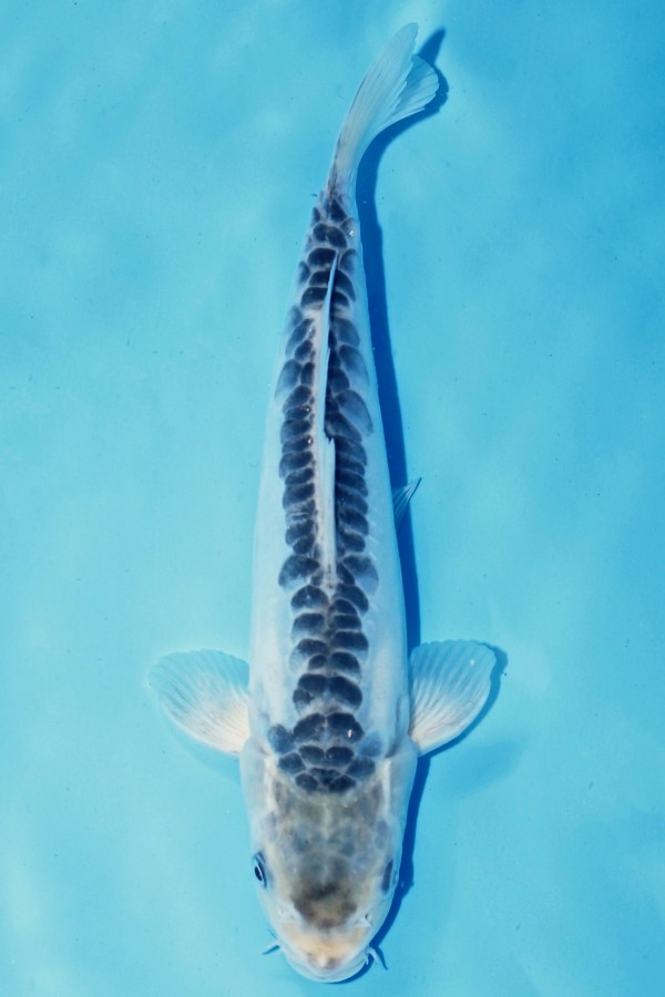 Koi-Auktion: Koi SHUSUI +23CM