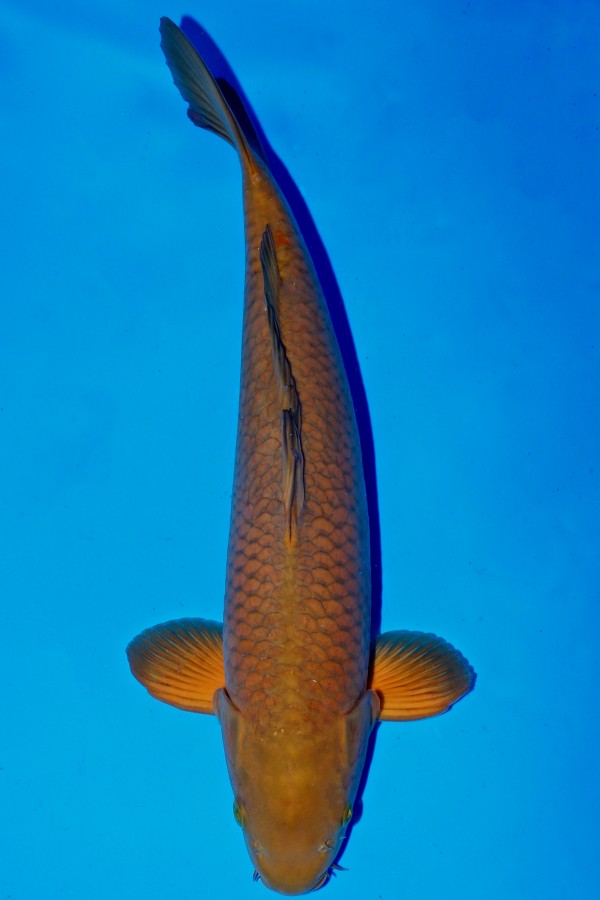 Koi-Auktion: Koi SNAKE SKIN CHAGOI +47CMWEIBLICH