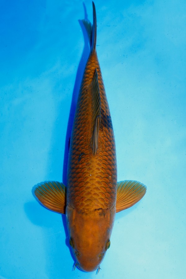 Koi-Auktion: Koi SNAKE SKIN CHAGOI +50CM