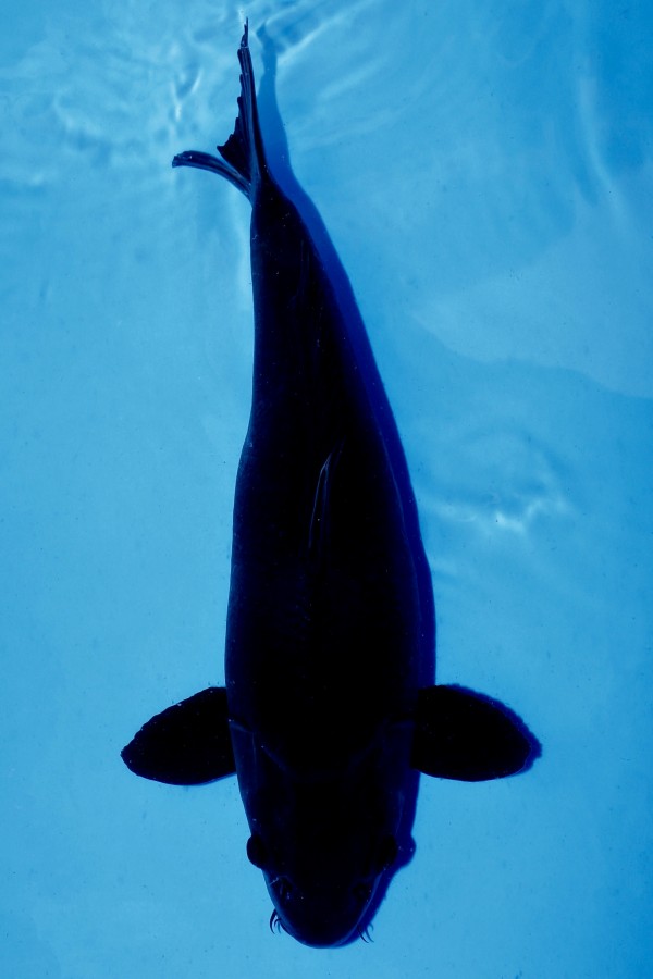 Koi-Auktion: Koi SNAKE SKIN KARASUGOI +56CM WEIBLICH