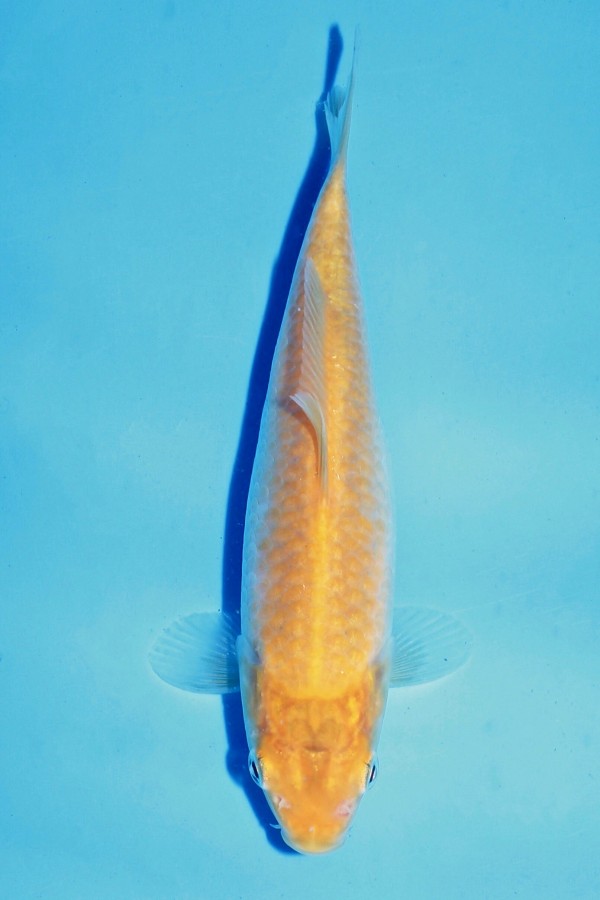 Koi-Auktion: Koi SPECIAL BEAUTY KIGOI AKAME