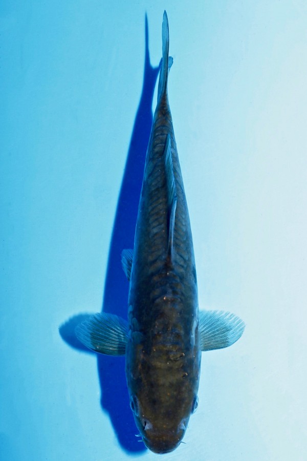 Koi-Auktion: Koi SPECIAL DOITSU CHAGOI GRÜN TOSAI