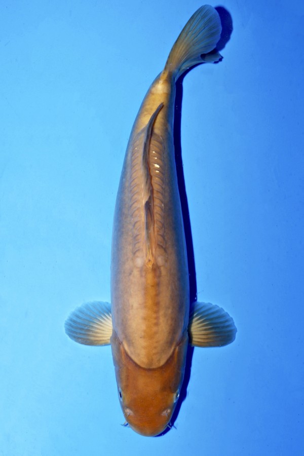 Koi-Auktion: Koi SPECIAL DOITSU KARASHI CHAGOI