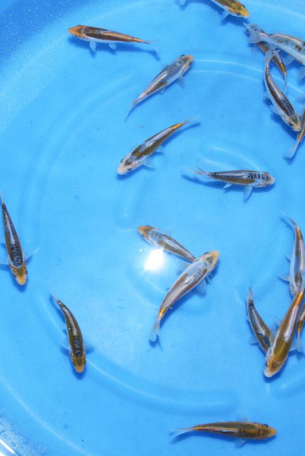 Koi spMRK3 Yellow Shusui Box Nr.108