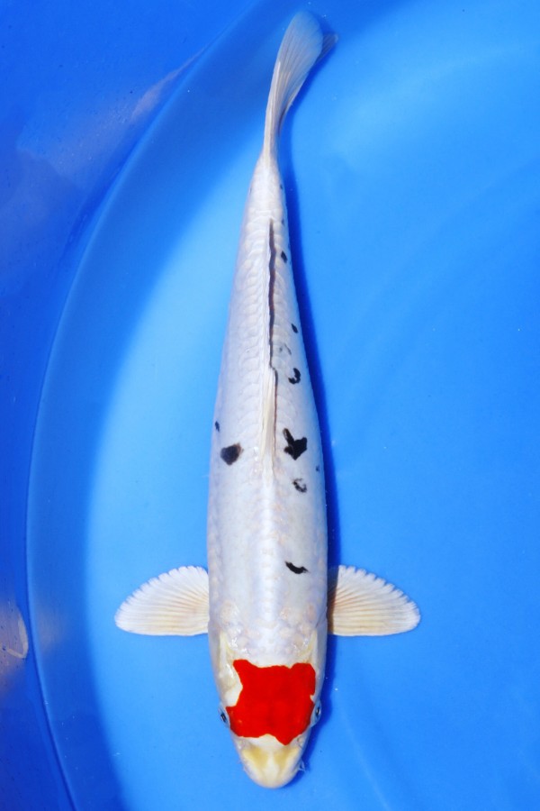 Koi-Auktion: Koi TANCHO DOITSU YAMATONISHIKI