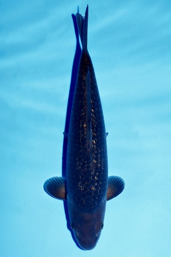 Koi-Auktion: Koi TATEGOI BLACK DIAMOND