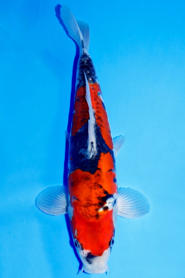 Koi-Auktion: Koi TATEGOI DOITSU GOSHIKI WEIBLICH