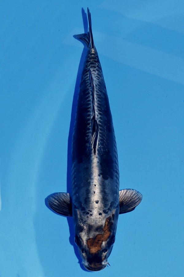 Koi-Auktion: Koi TATEGOI DOITSU METALLIC OCHIBA WEIBLICH
