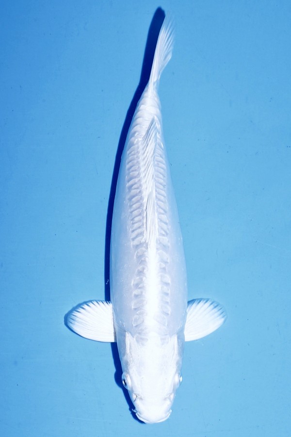 Koi-Auktion: Koi TATEGOI DOITSU PLATINUM