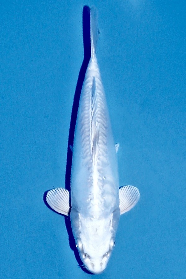 Koi-Auktion: Koi TATEGOI DOITSU PLATINUM J. TOSAI